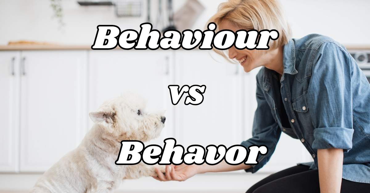 Behaviour or Behavor: Understand the Difference?